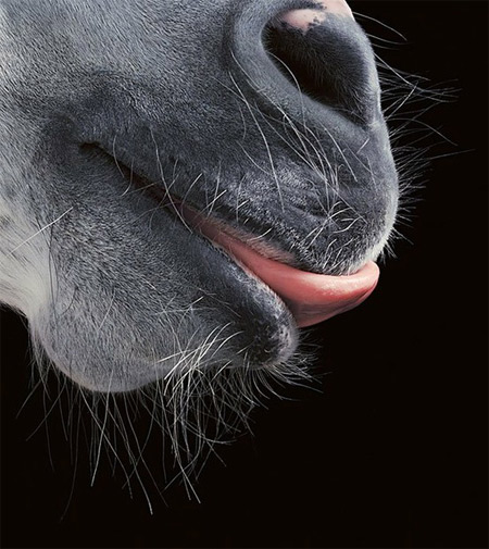 Simply Stunning Tim Flach Photographs - A Day in the Life of Koolbadges