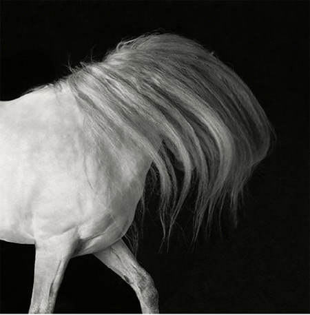 Simply Stunning Tim Flach Photographs - A Day in the Life of Koolbadges
